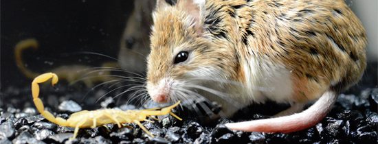 El curioso caso del ratón que venció al escorpión – La Neurona Errant